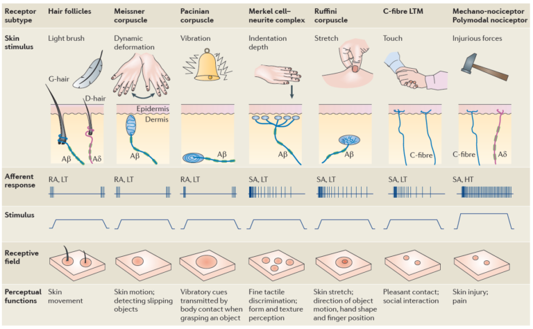 Die 5 Sinne des Menschen - Überblick & interessanteste Fakten