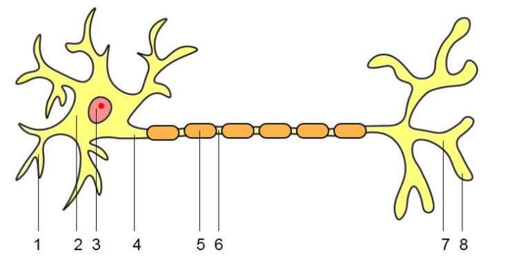 Nervenzelle Aufbau - Hier verstehst du es garantiert!