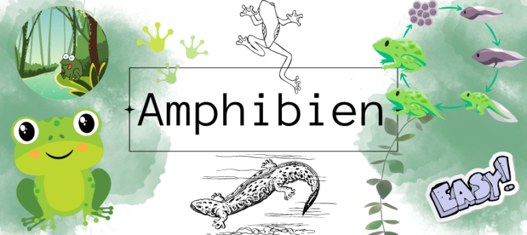 Was sind Amphibien? Archive - Nachhilfe-Team.net