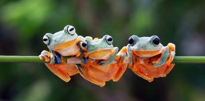 Amphibien - Alles, was du über Frösche, Molche und Co. wissen musst