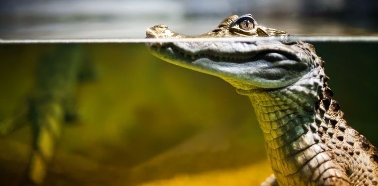 Reptilien - Die wichtigsten Infos über Schildkröten, Schlangen und Echsen
