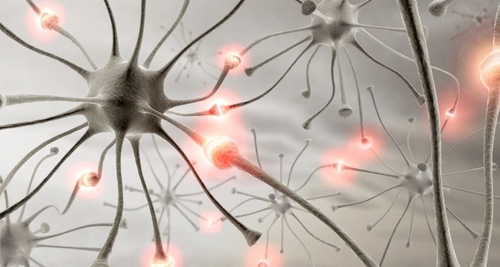 Synapsen - Aufbau und die Funktion der Reizweiterleitung einfach erklärt