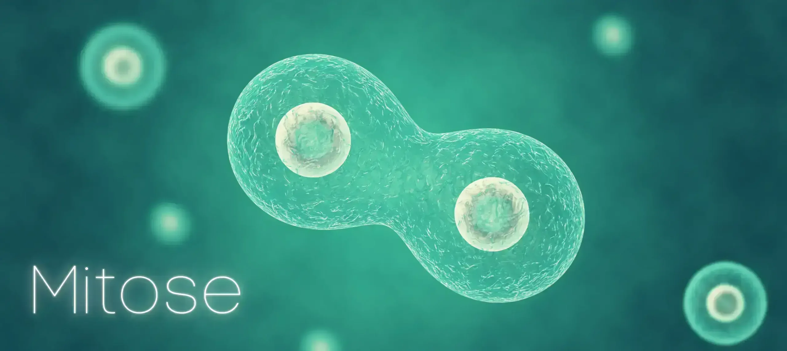 Mitose Fasen Mitose – Phasen Und Ablauf Der Zellteilung Im