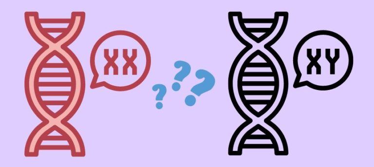 Chromosomen - einfach dargestellt