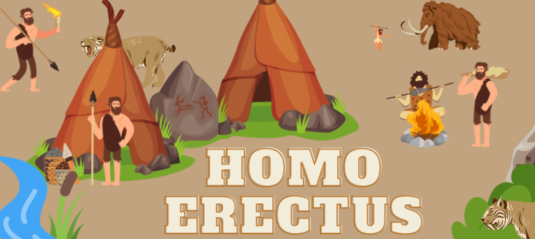 Homo erectus - Ein Blick in die Geschichte der Menschheit