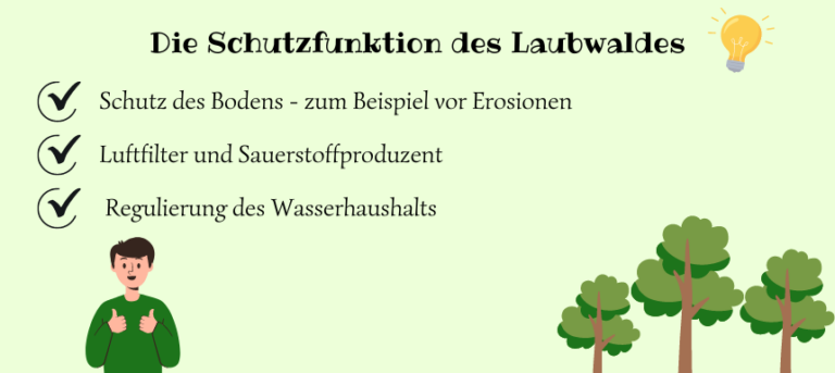 Laubwald - Alles was du über das Ökosystem wissen musst