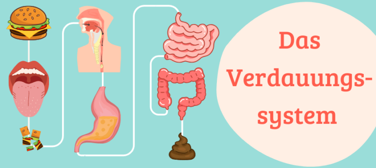 Verdauungssystem – Anatomie, Organe und Funktion simpel erklärt